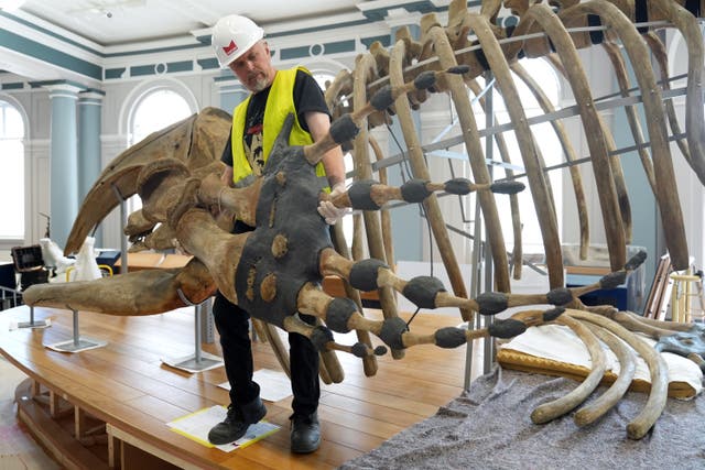 119-year-old whale skeleton returns to Hull Maritime Museum after ...