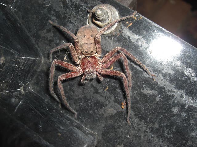 Australian spider declared world’s fastest after record-breaking sprint ...