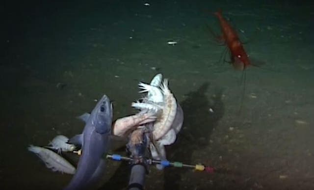 These newly discovered sounds from the bottom of the ocean will haunt your dreams | indy100 ...