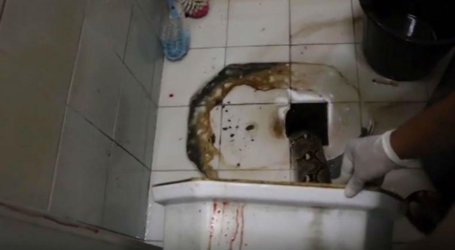 Thai man bitten on penis by 9ft python while sitting on the toilet ...