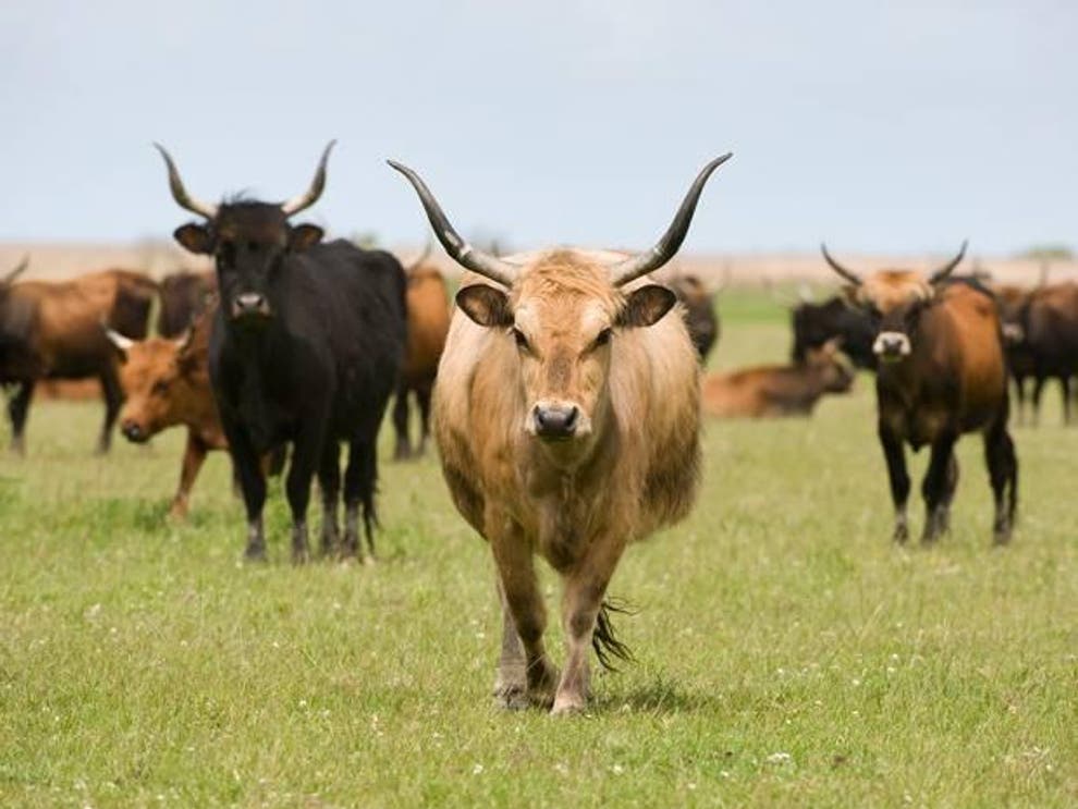 Nazi-bred cows so aggressive farmer had to turn them into sausages ...