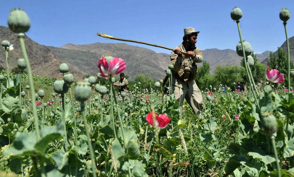 Just as Britain withdraws from Afghanistan, opium production hits ...
