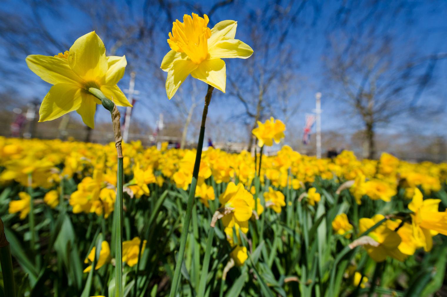 Why spring is getting a little bit shorter every year | indy100 | indy100