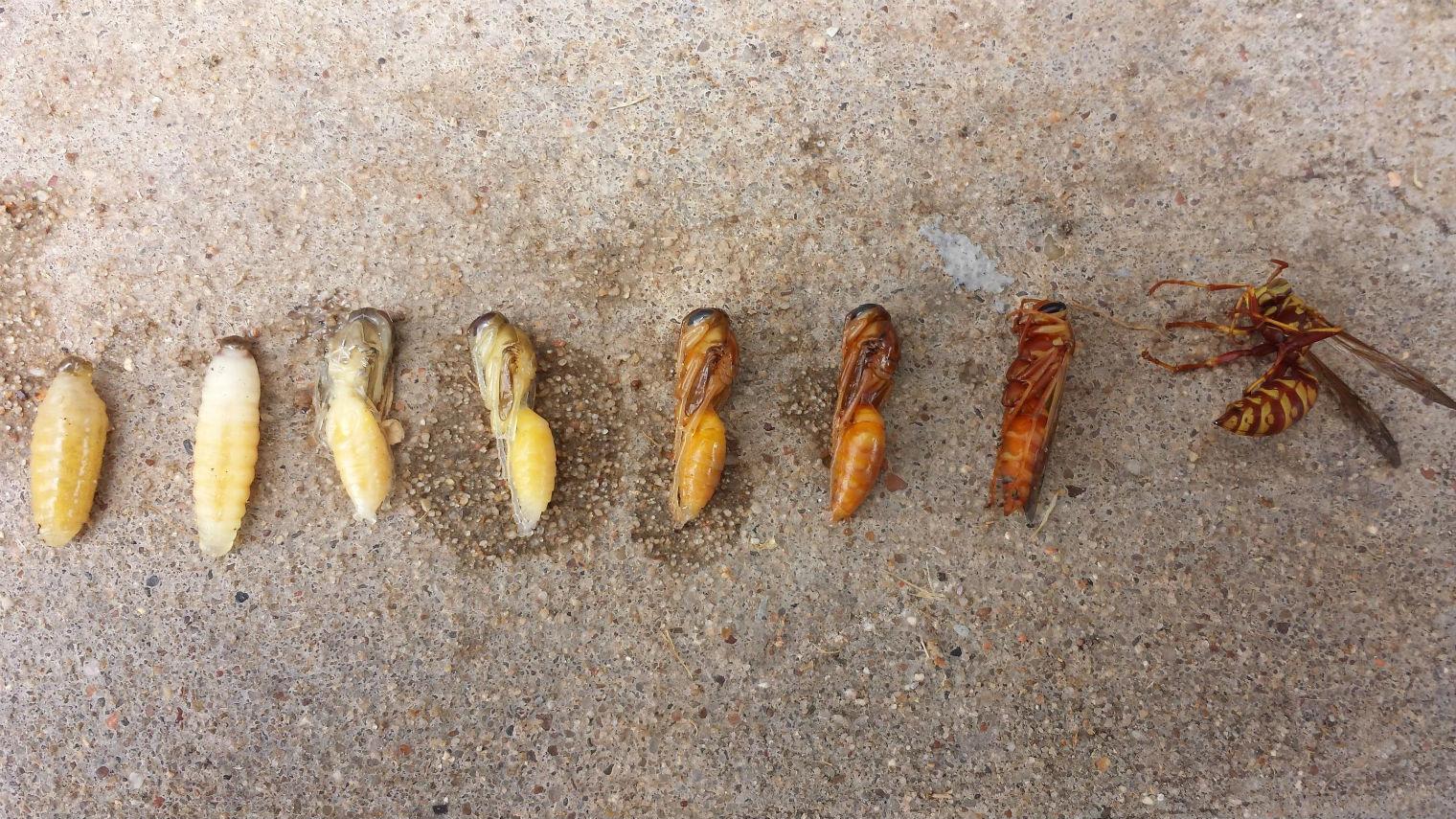 The 8 stages of nope | indy100 | indy100