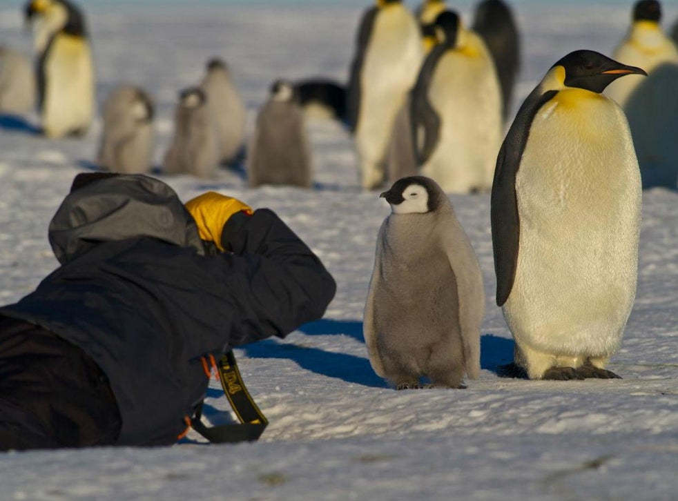Penguins just can't quite catch a break these days | indy100 | indy100