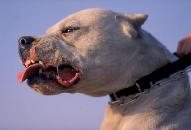 Dangerous dogs: Owners could face life in prison if pet kills | The Independent