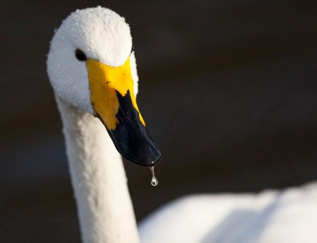 Scientist claims humans could evolve beaks instead of teeth | The ...