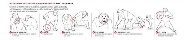 Chimpanzee gestures deciphered in 'world first' after scientists decode ...