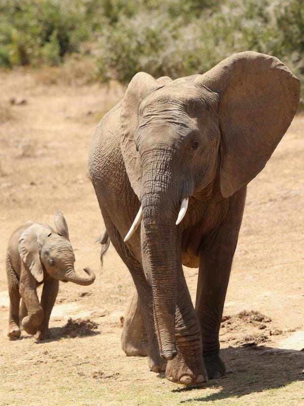 Elephant crisis: Ivory poachers are killing animals faster than they ...