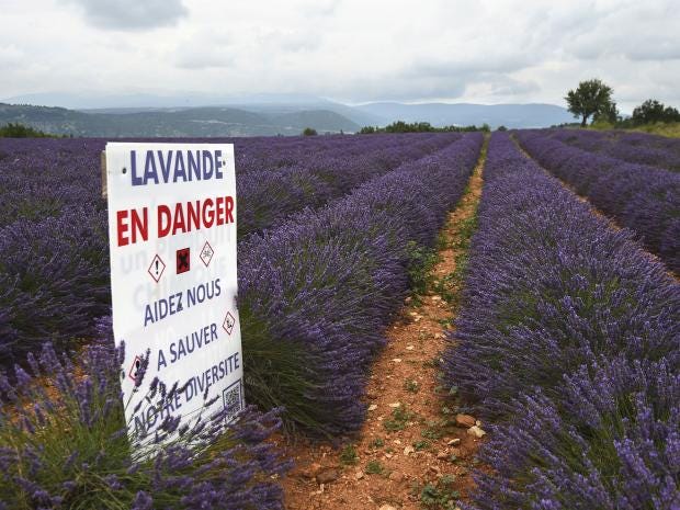 Lavender farmers of Provence turn purple with rage at EU health rules ...