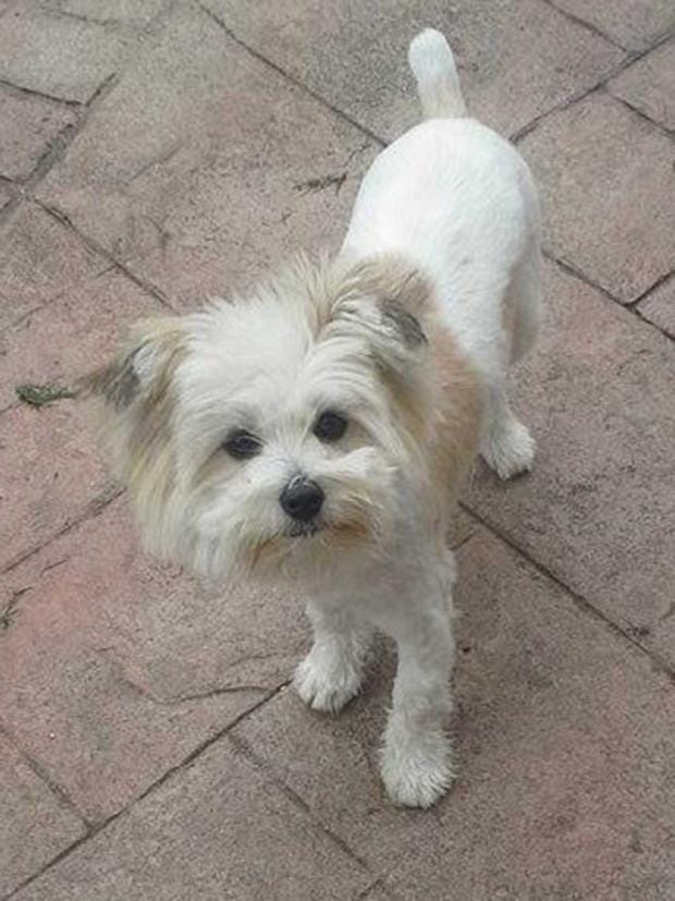 Family pet has tail amputated after being 'decorated' with loom band ...