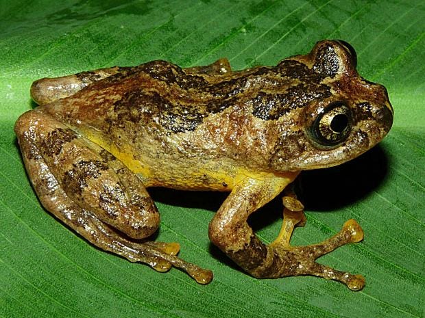Tree frog thought extinct for 137 years rediscovered | The Independent