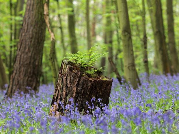 New 'Tree of Life' sheds light on the huge diversity of life on Earth ...