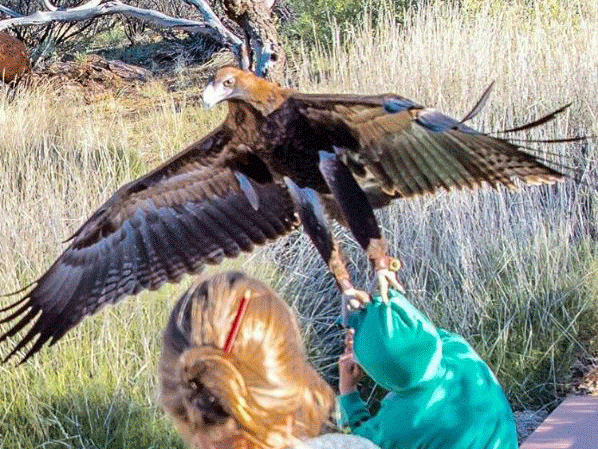 Eagle attacks young boy during birds of prey show in Australia | The ...