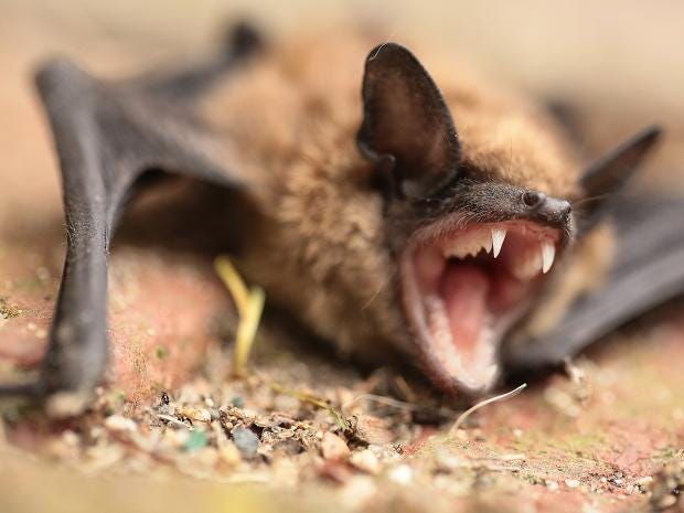 Dead bat found in Walmart bagged salad prompts rabies investigation ...