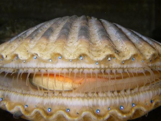 How scallops are able to see with hundreds of space-age eyes | The ...