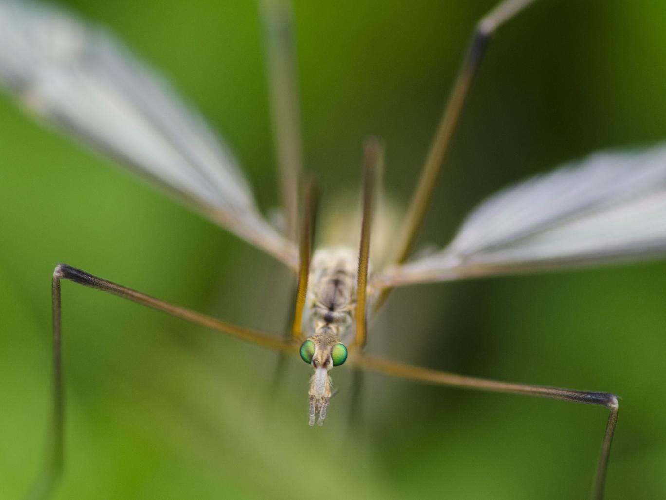 Daddy long-legs set to venture indoors after thriving…