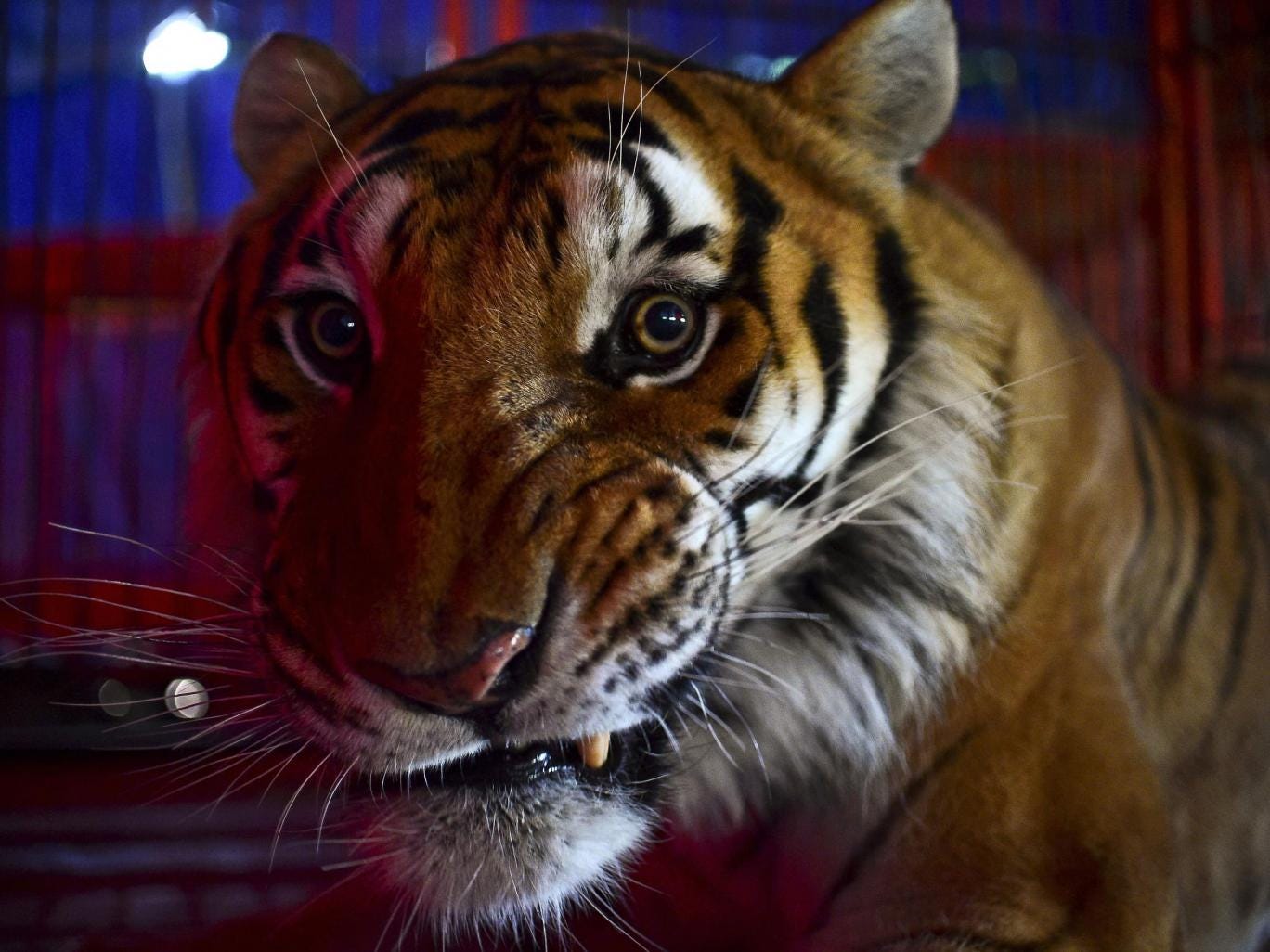 Man saved from tiger enclosure after falling in…