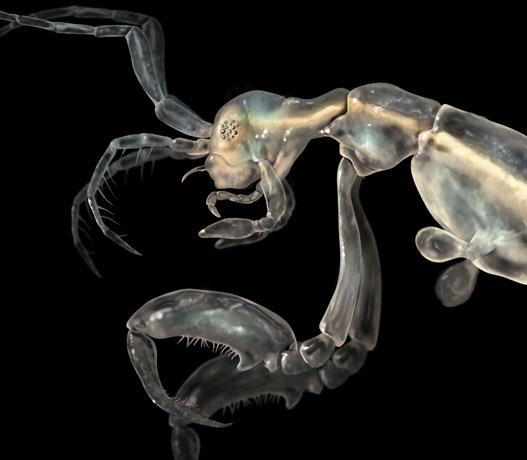 New species of terrifying looking 'skeleton shrimp' discovered | The ...