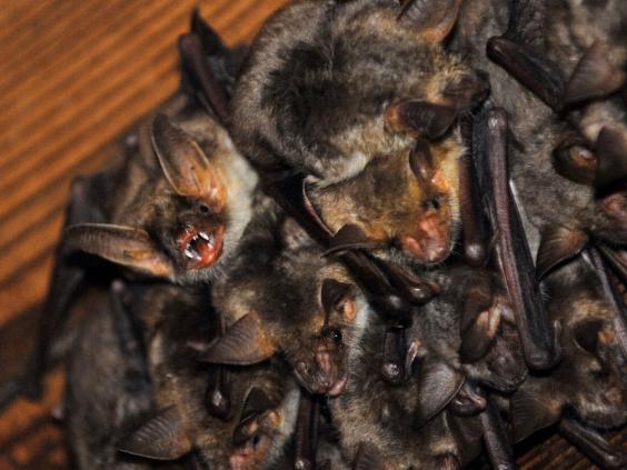 Golden bat in Bolivia classified as a new species | The Independent