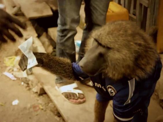 The hyena men of Nigeria: Nomads tame baboons and snakes to make them ...