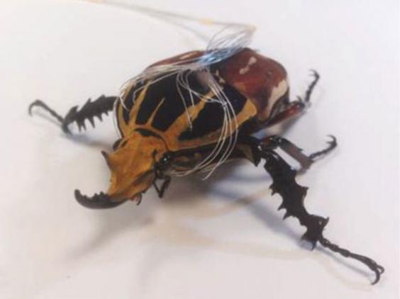 Remote-control cyborg beetle developed by scientists