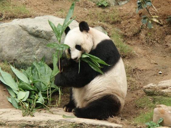 Jia Jia (giant panda) - Alchetron, The Free Social Encyclopedia