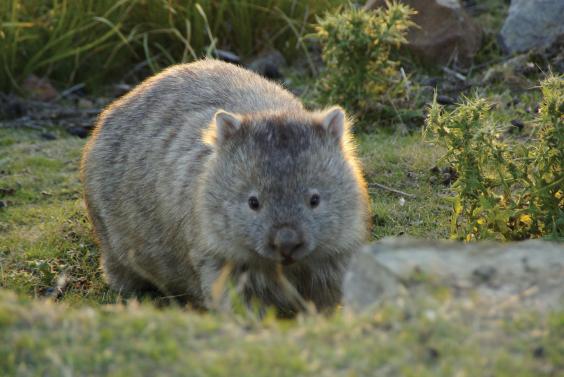 Wallabies, wombats and convicts: Adventures off the coast of Tasmania ...