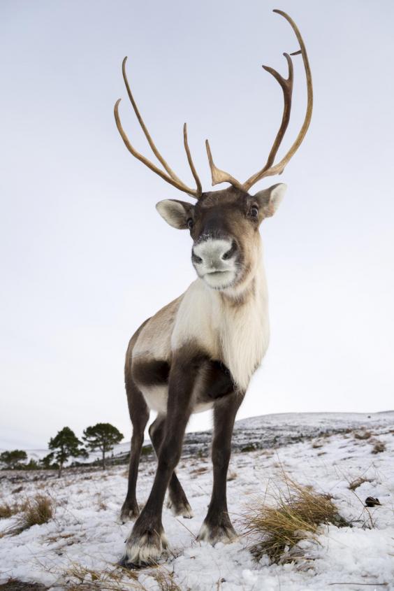 Reindeer spotting and treasure hunts: Christmas days out for the whole ...