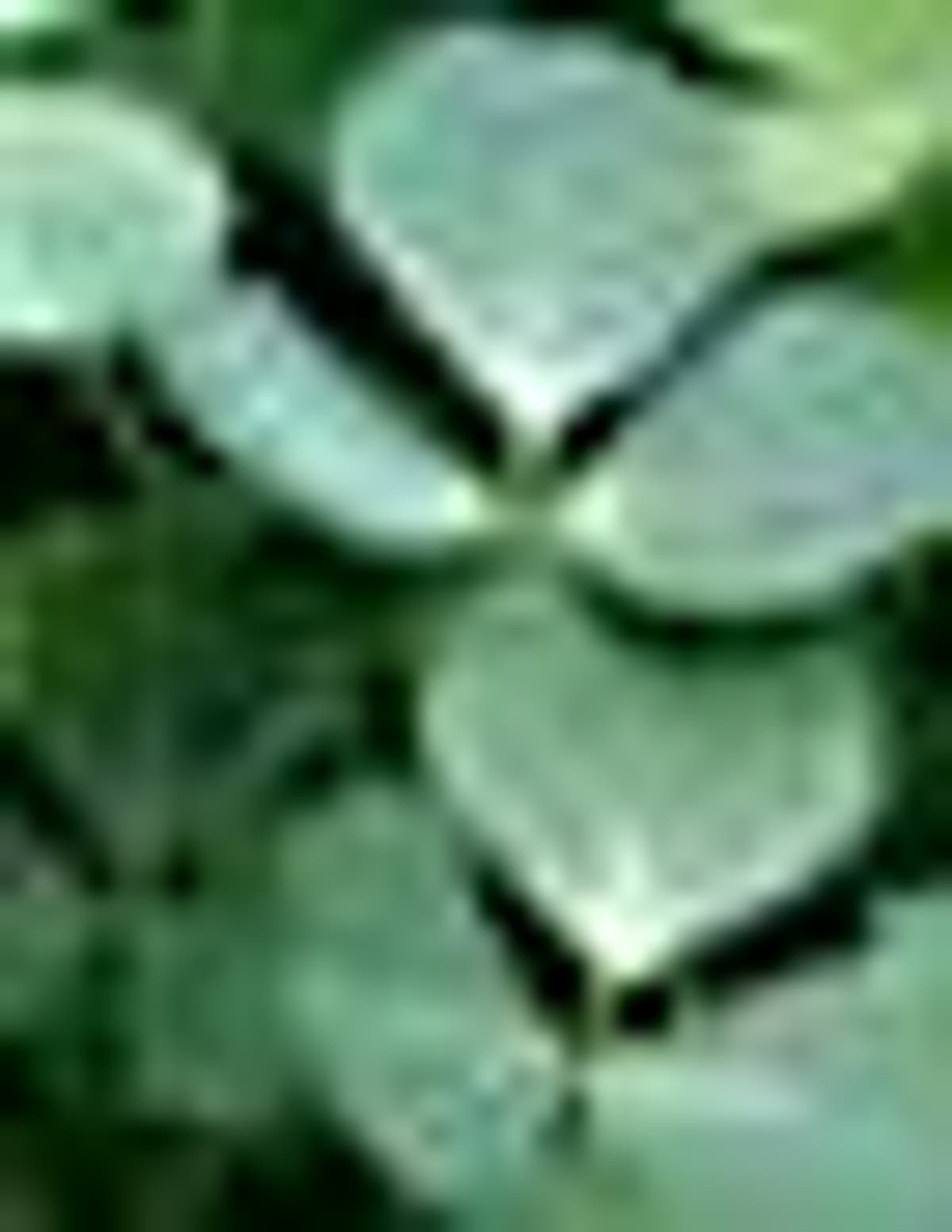 St Patrick's Day: The legend of the shamrock | The Independent | The ...