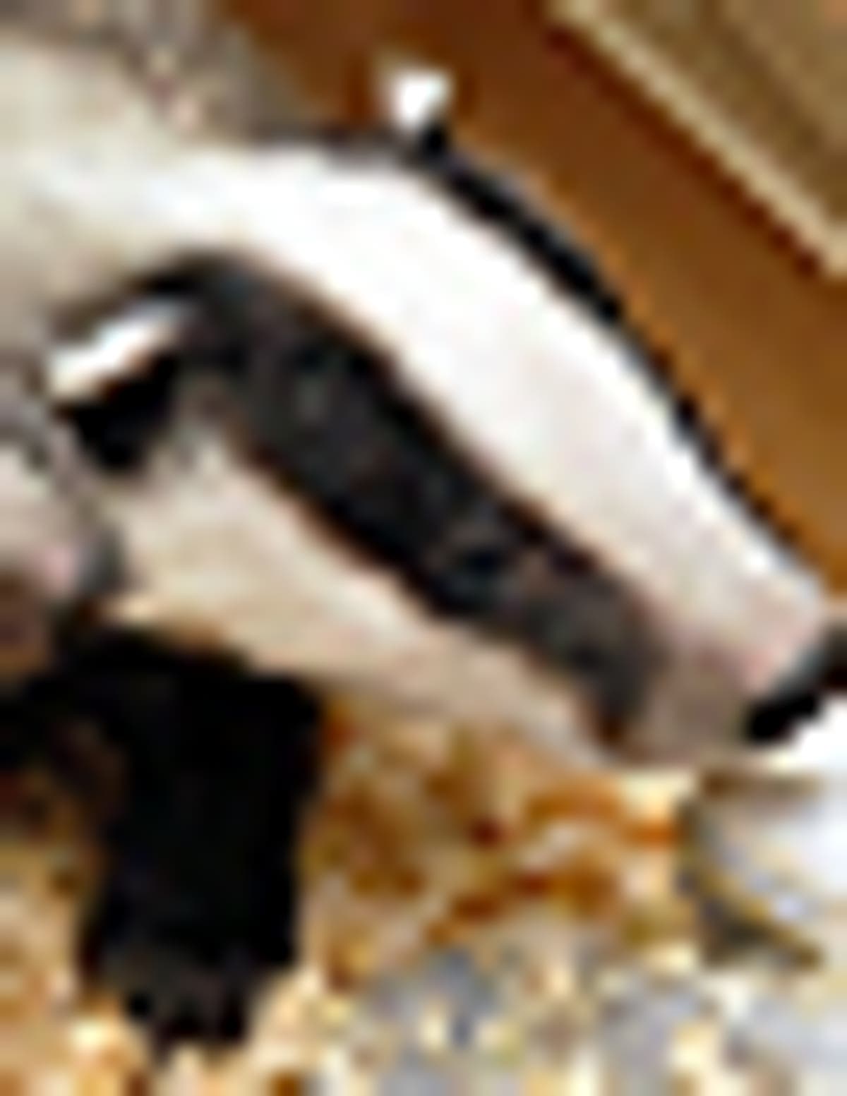 Badgers: There's more to the cute-looking creatures than meets the eye ...