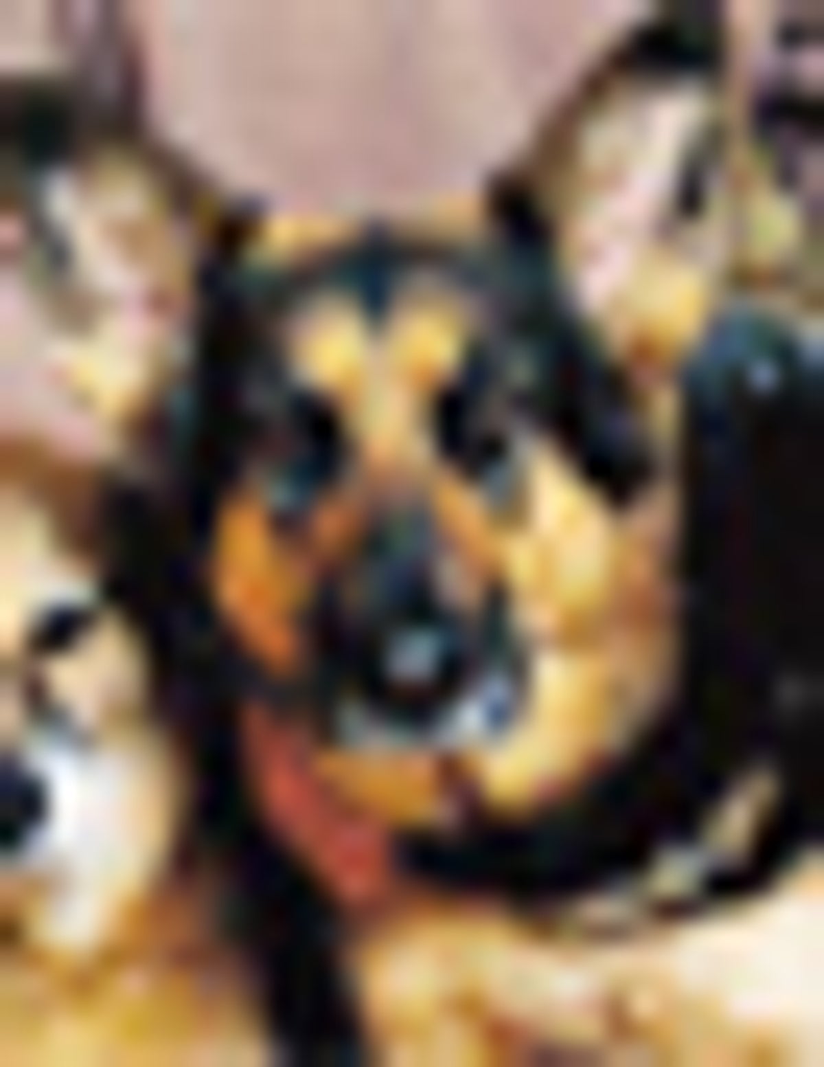 How Long Till Rigor Mortis Sets In Dogs