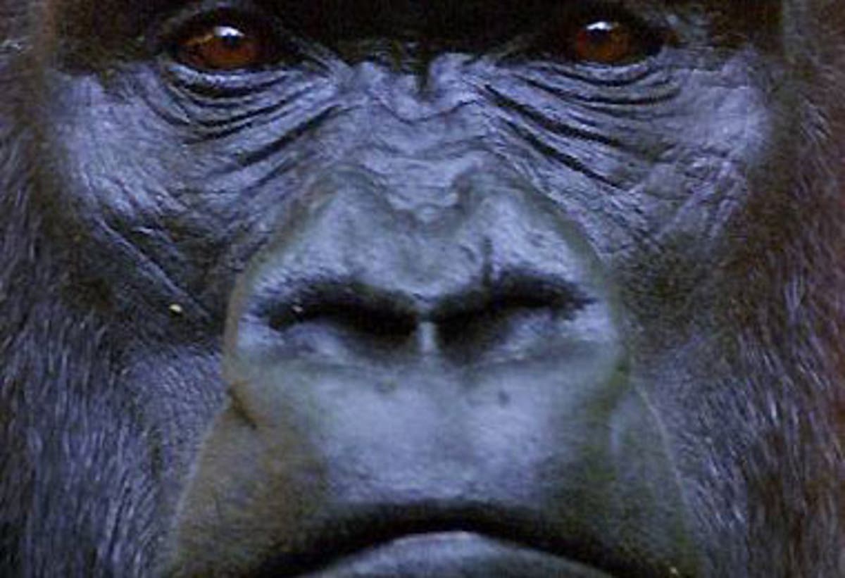Greatest ape: The battle to save the mountain gorilla | The Independent ...