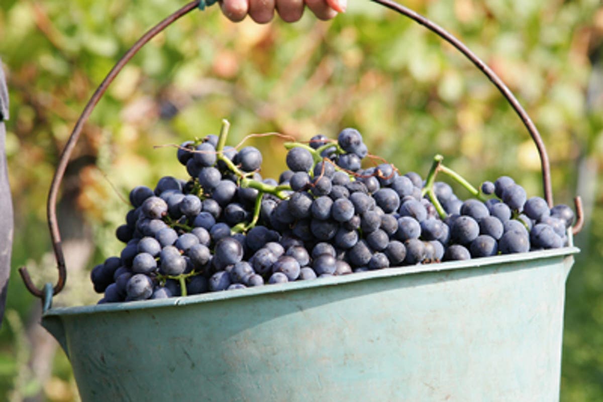 Susie Rushton: Beauty queen | The Independent | The Independent