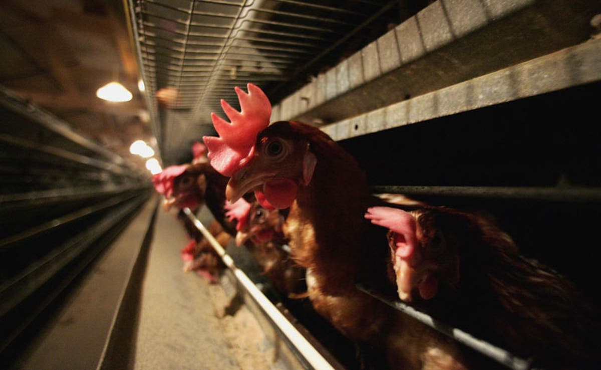 The true cost of cheap chicken | The Independent | The Independent