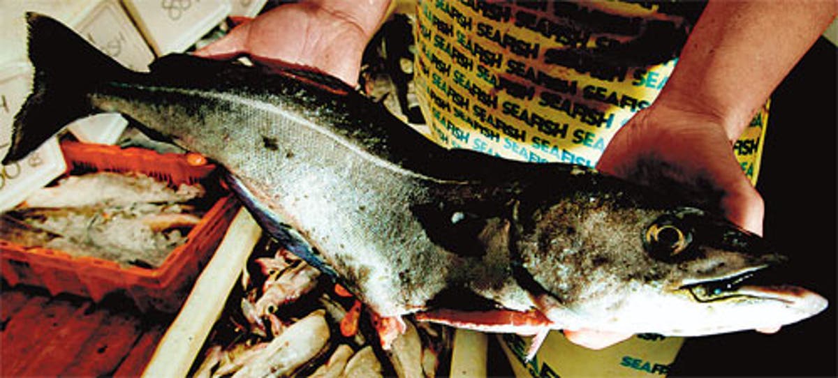 The fish that could just save the cod | The Independent | The Independent
