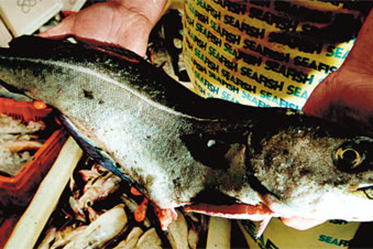 The fish that could just save the cod | The Independent | The Independent