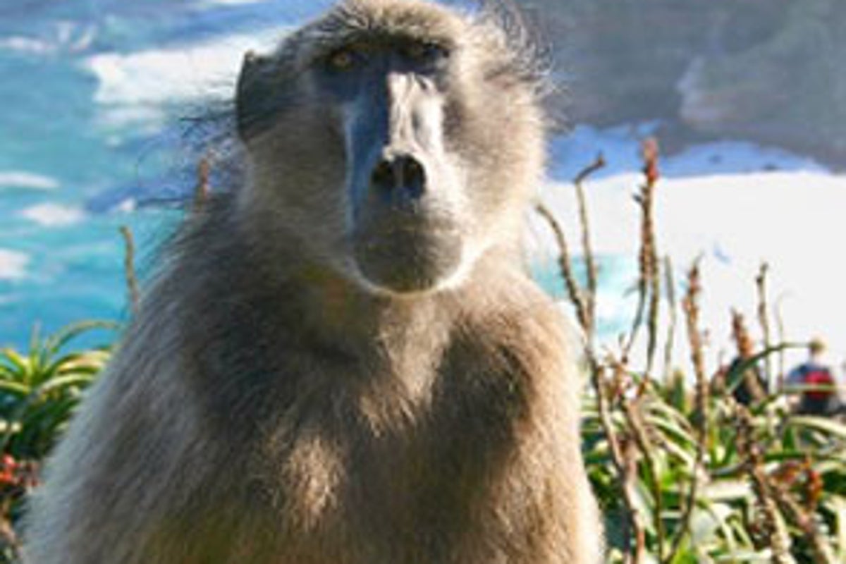 Law catches up with John Wayne, Cape Town's celebrity baboon | The ...