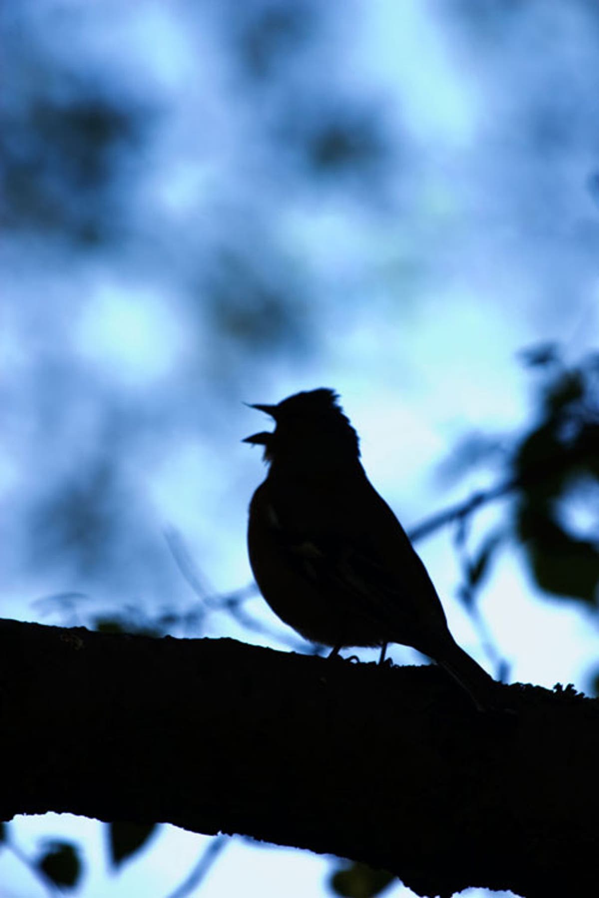 Light fantastic: why birds burst into song at dawn as spring arrives ...