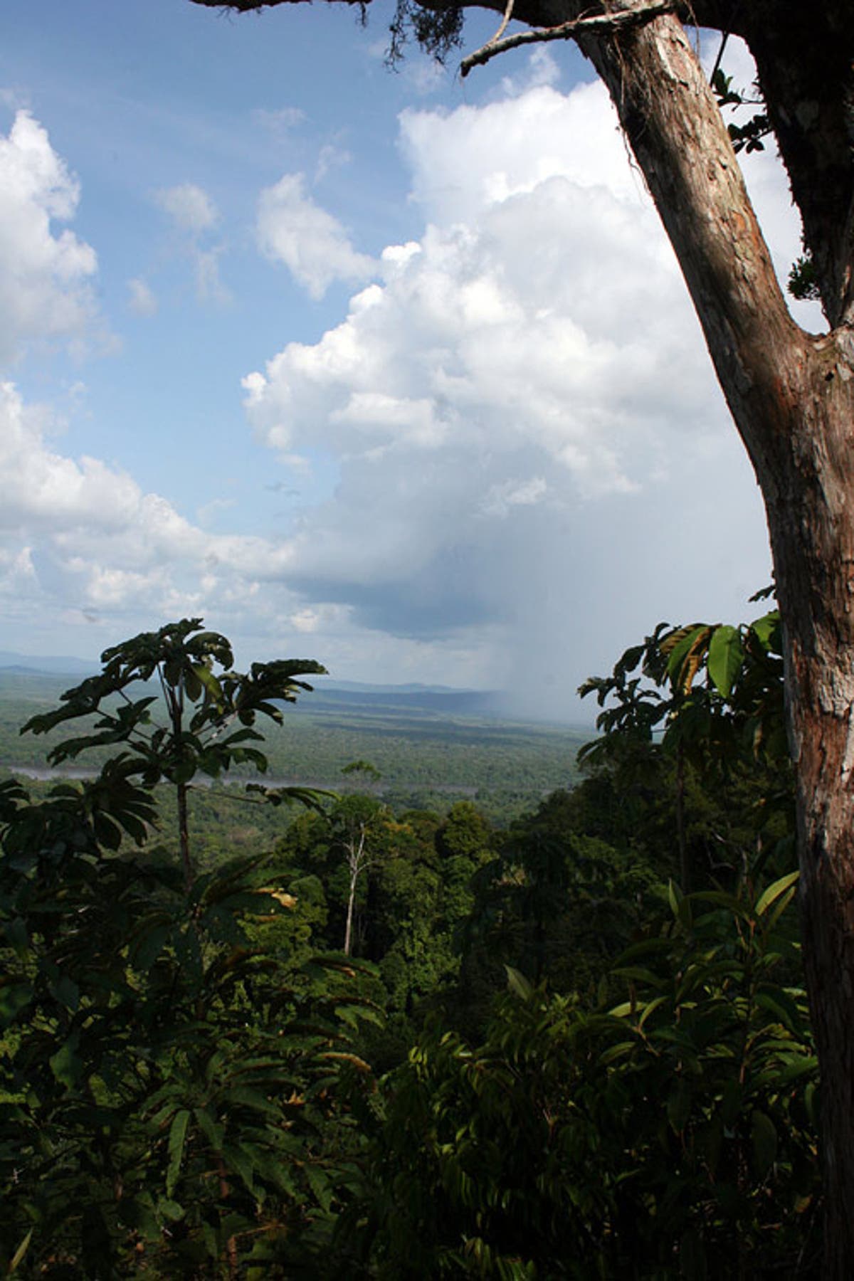 Million acres of Guyanese rainforest to be saved in groundbreaking deal ...