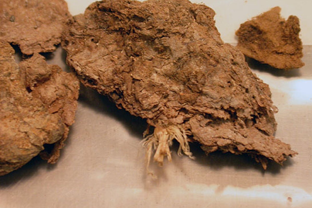 DNA found in Oregon rewrites the book on the first native Americans ...