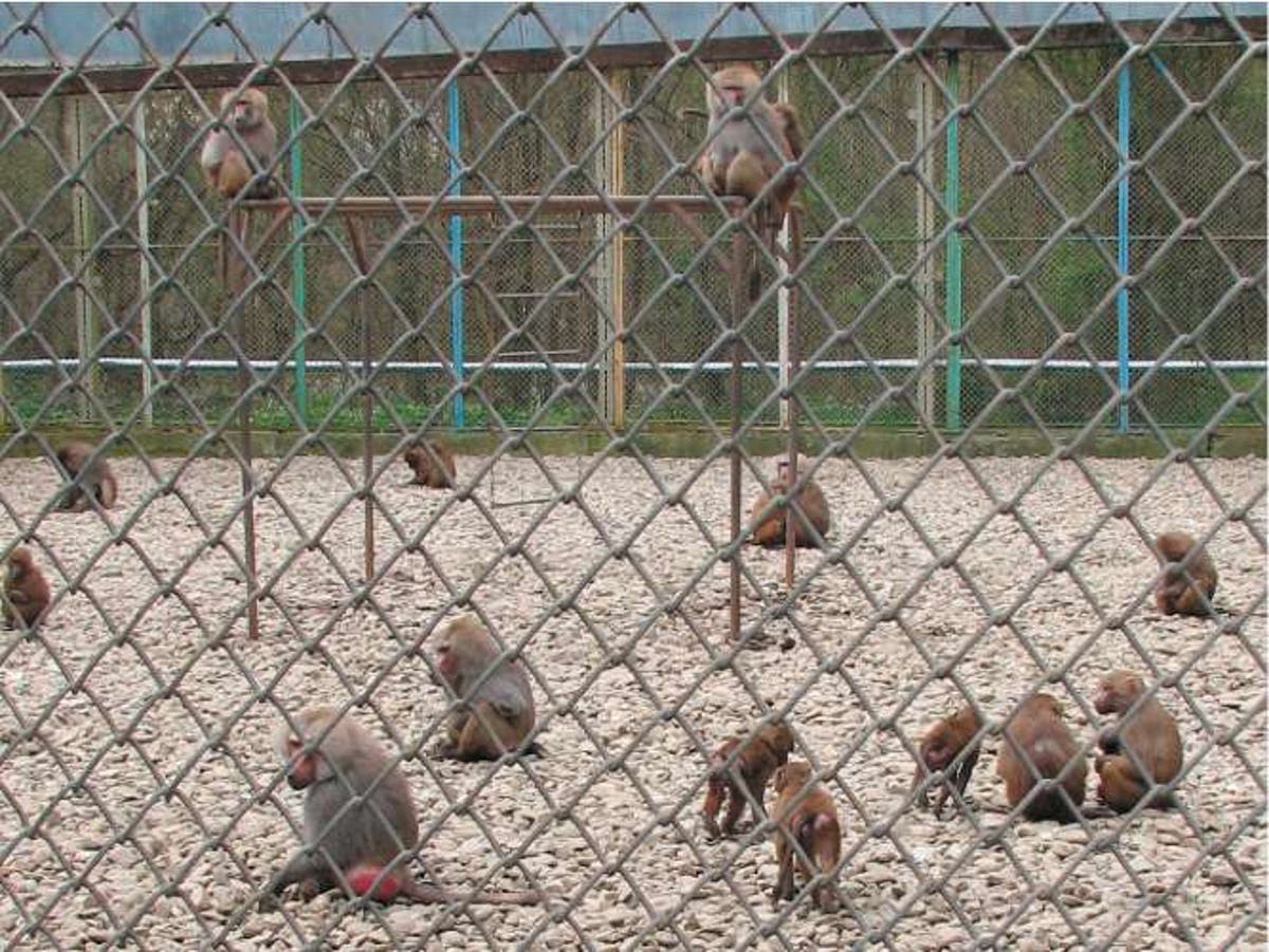 Stalin's space monkeys | The Independent | The Independent