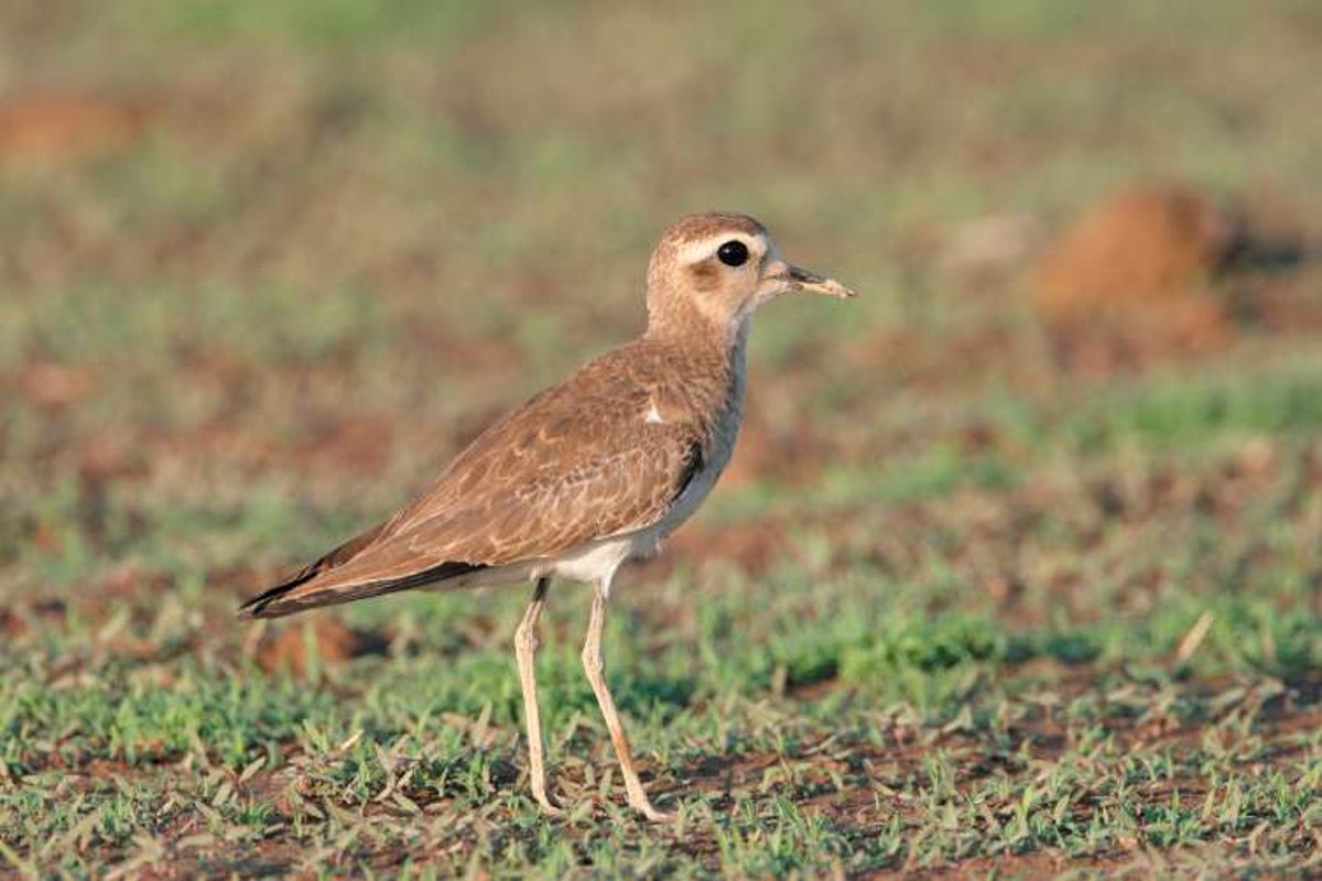 Sexual promiscuity may slow down a species' evolution, study finds ...