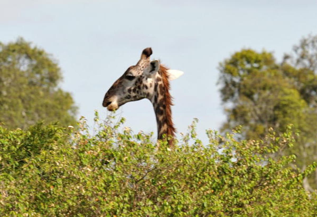 Jews permitted a tall drink as giraffe milk is declared kosher | The ...