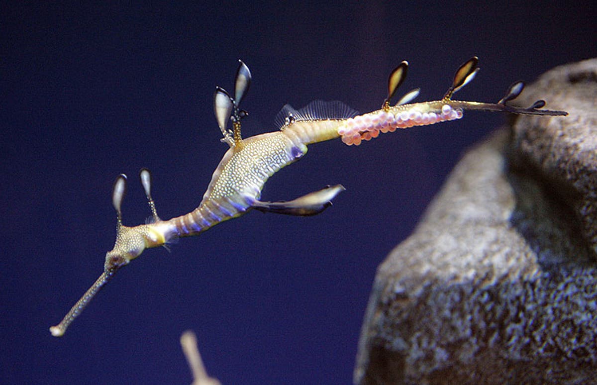 Picture Post: Enter the (sea) dragons | The Independent | The Independent