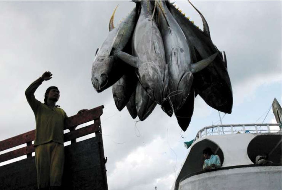 Last chance to save the tuna? | The Independent | The Independent