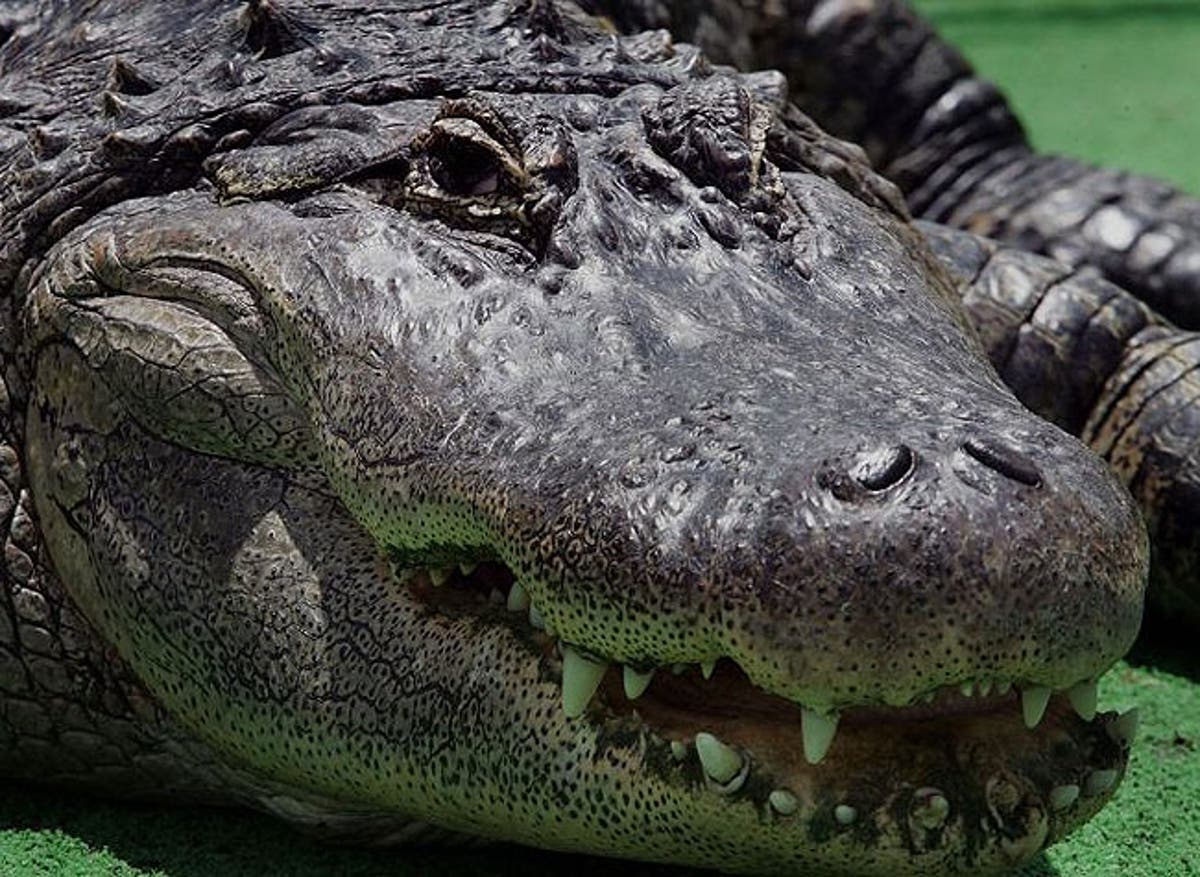 How long do slugs live, and how strong is a crocodile’s bite? | The ...