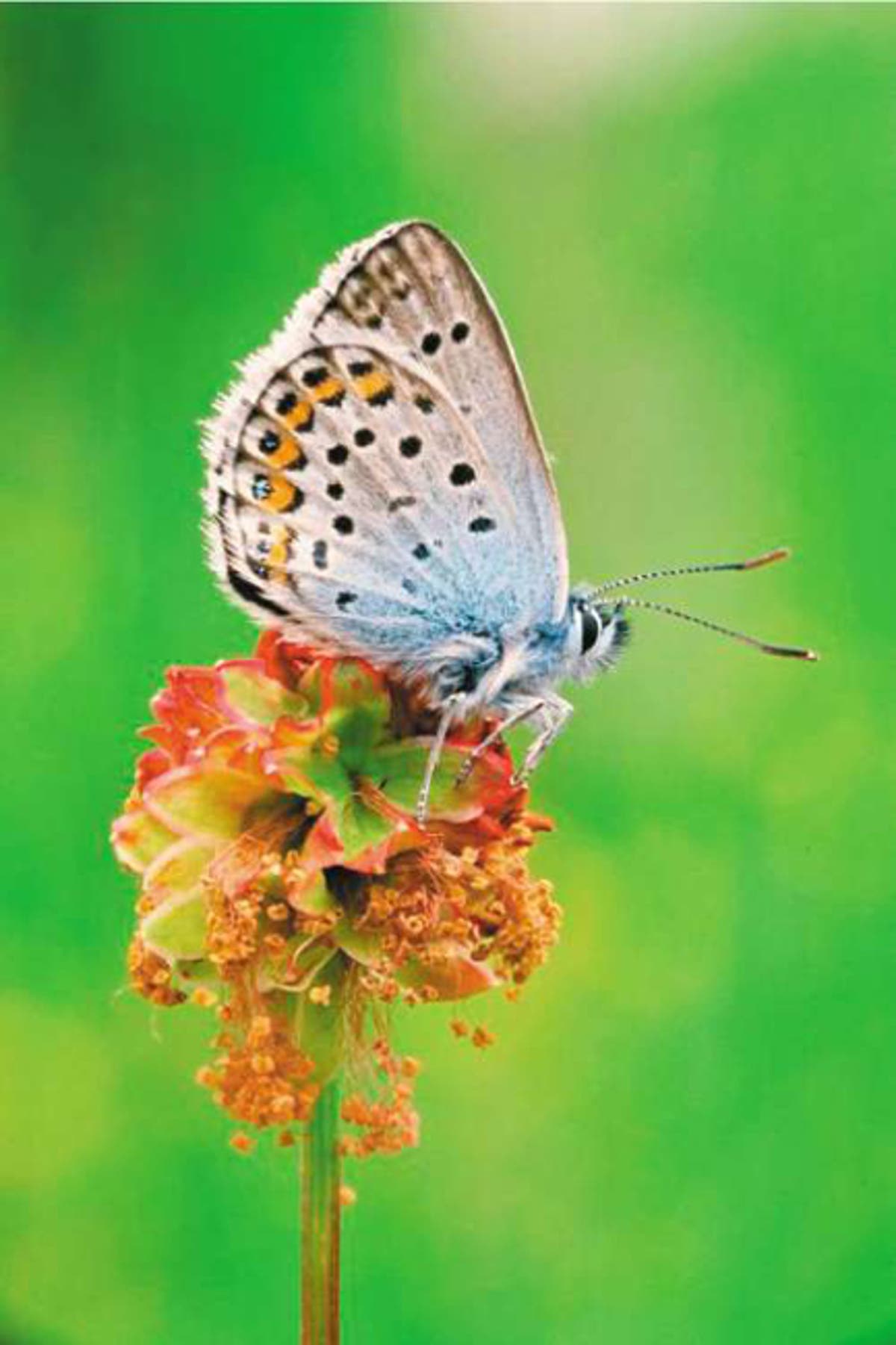 Rare butterfly rises from the ashes | The Independent | The Independent