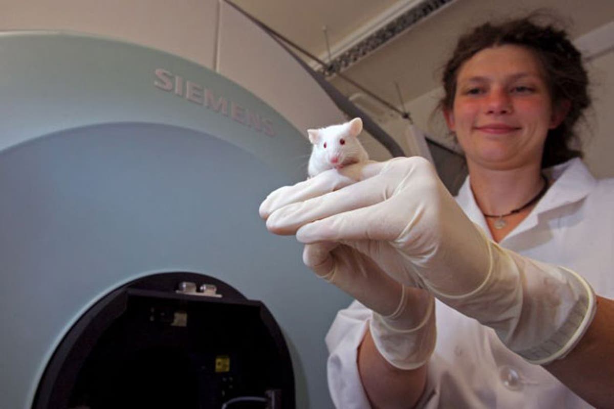 40 per cent increase in animal experiments over past decade | The ...
