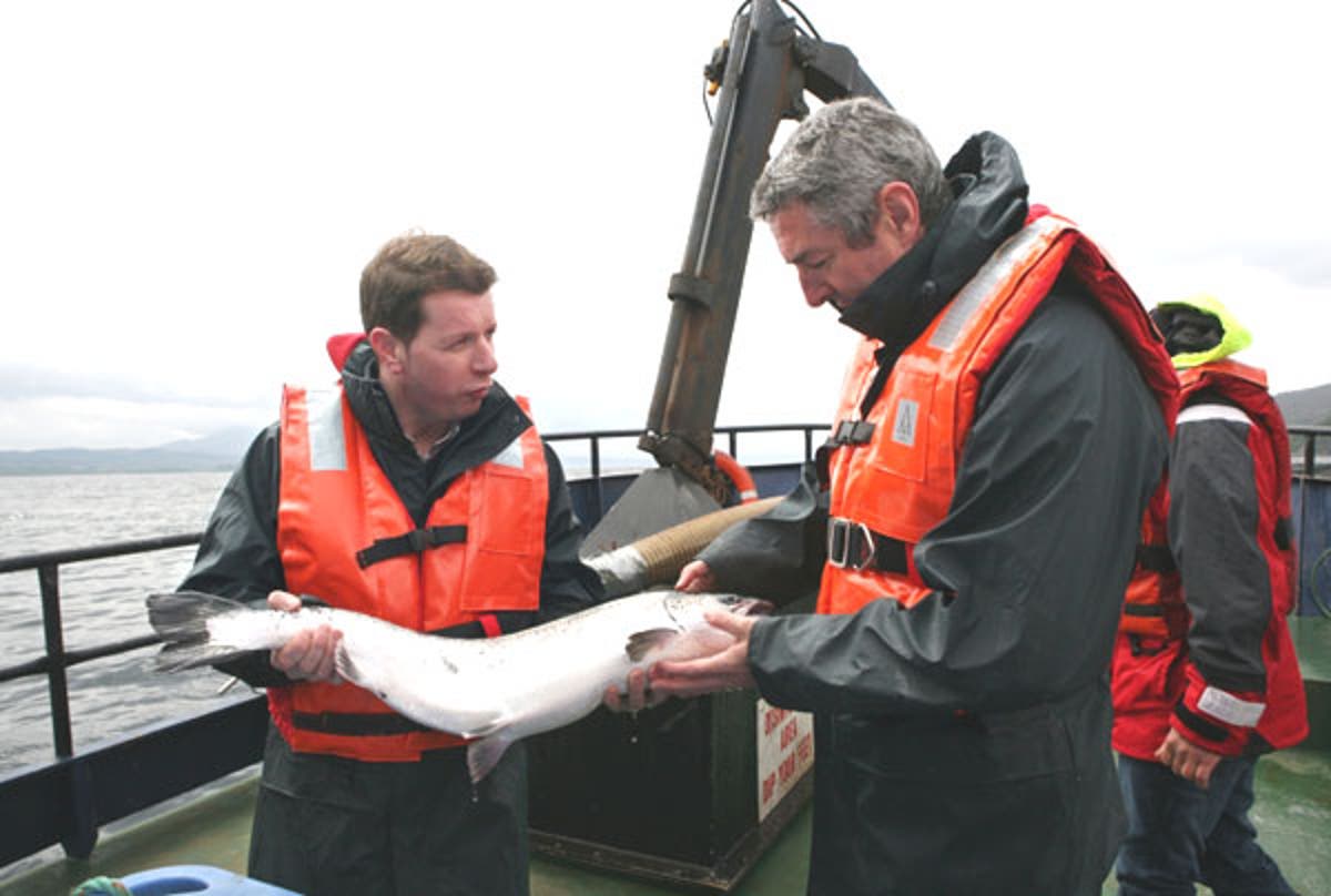 The salmon business: Can marine farming ever be eco friendly? | The ...